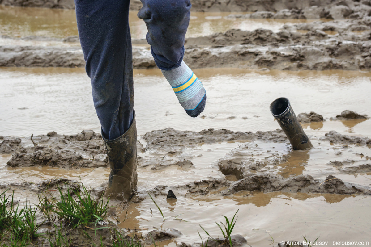 Фестиваль тюльпанов без тюльпанов, зато с новой оптикой, грязью и ...