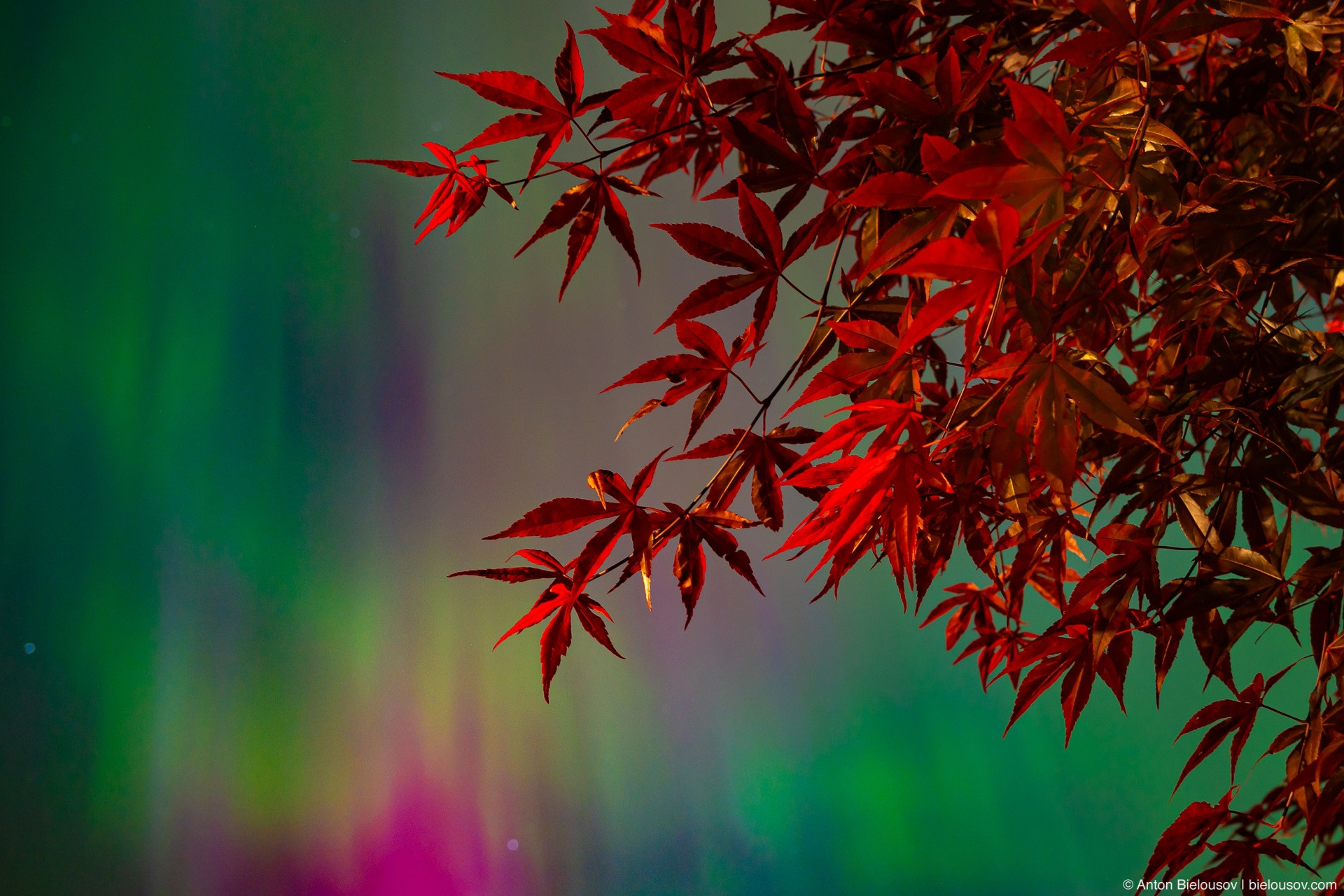 Северное сияние (aurora borealis) в Ванкувере